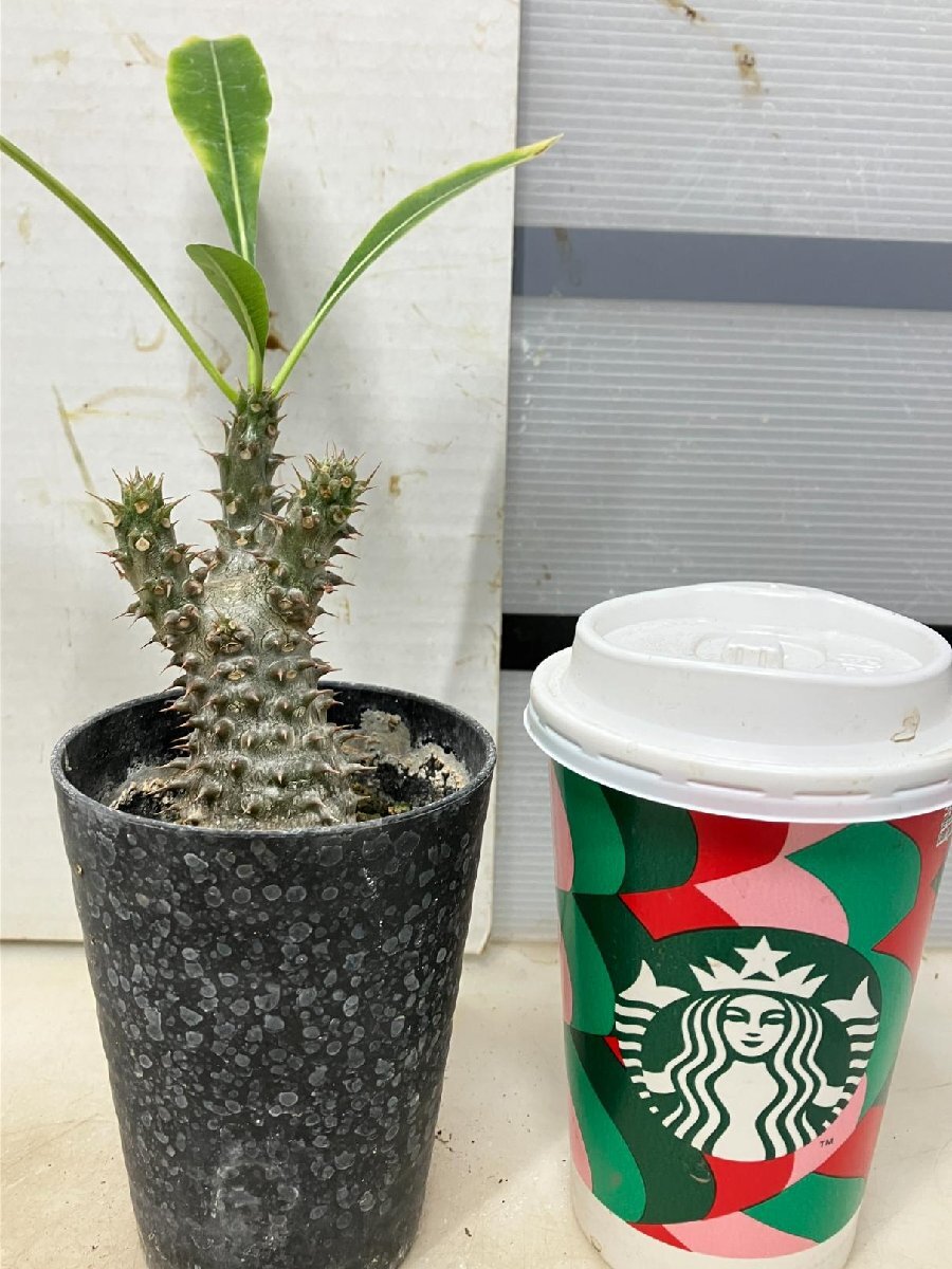 Yahoo!オークション - 2524 「実生」パキポディウム マカイエンセ【発...