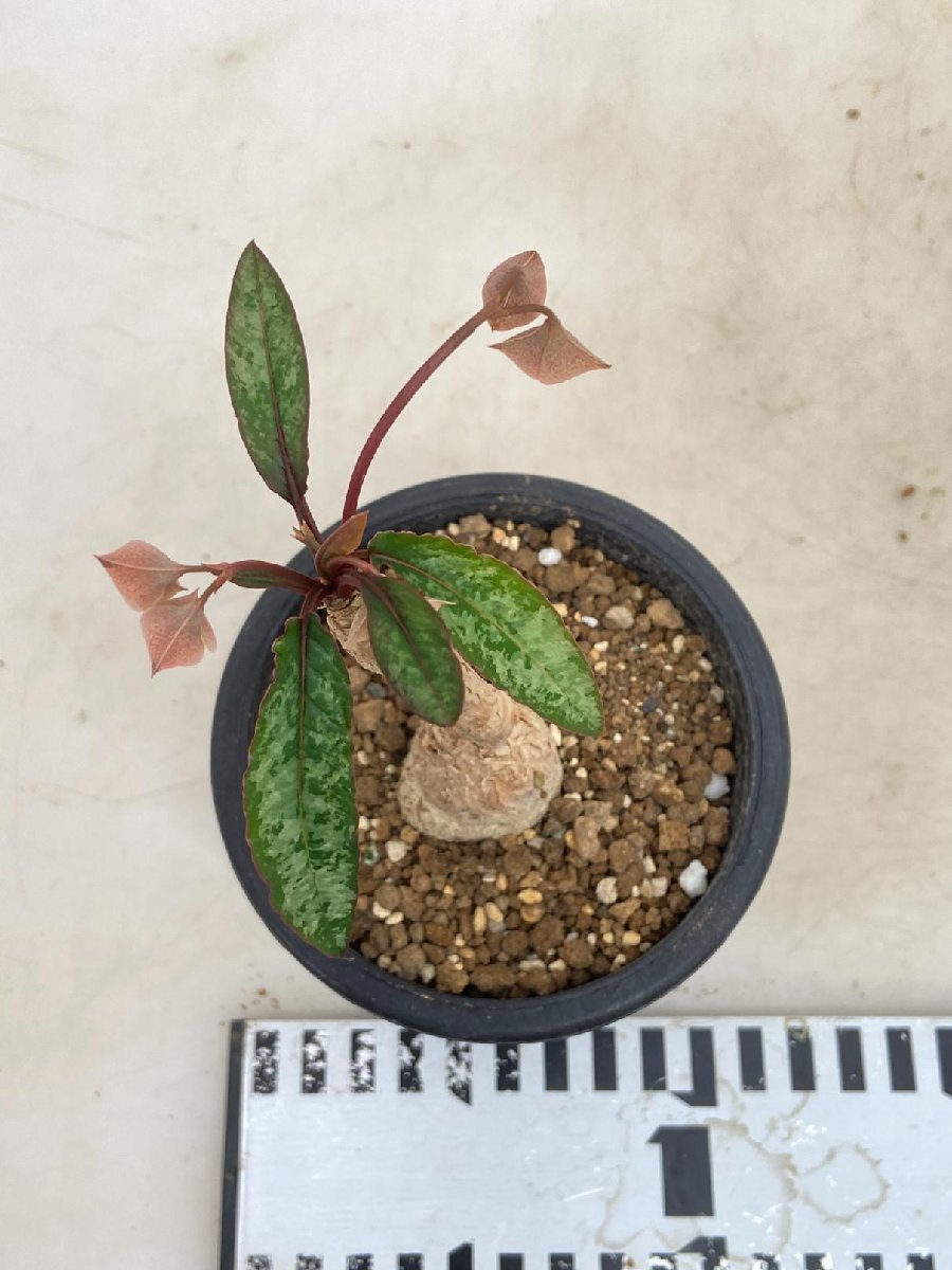 Yahoo!オークション - 4758 「多肉植物」ユーフォルビア クレメルシー ...