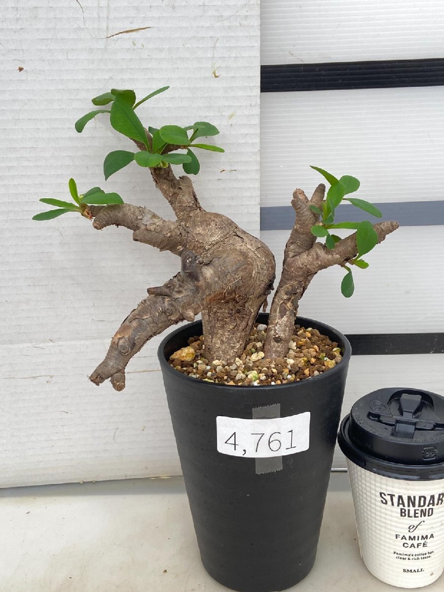 Yahoo!オークション - 4761 「多肉植物」ユーフォルビア イトレメンシ...