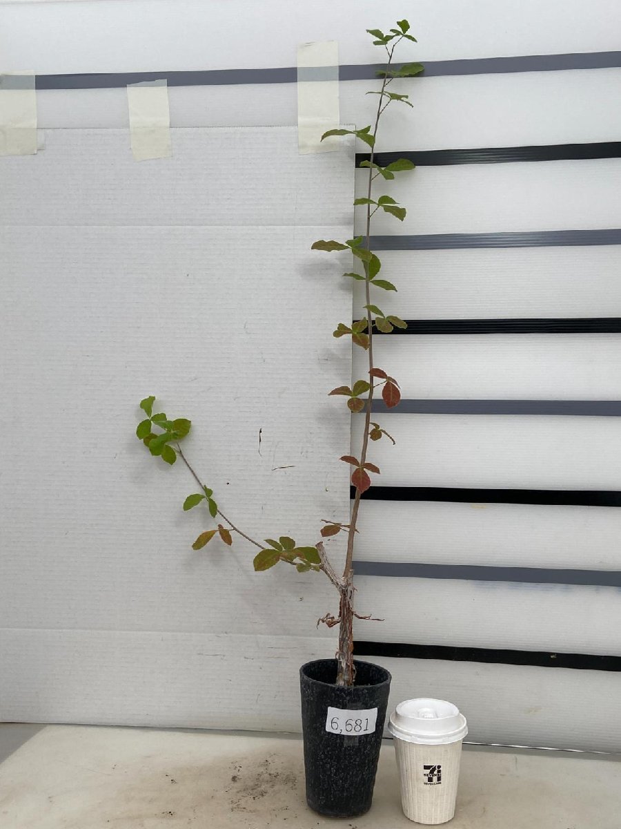 Yahoo!オークション - 6681 「実生」コミフォラ オルビクラリス【発根...