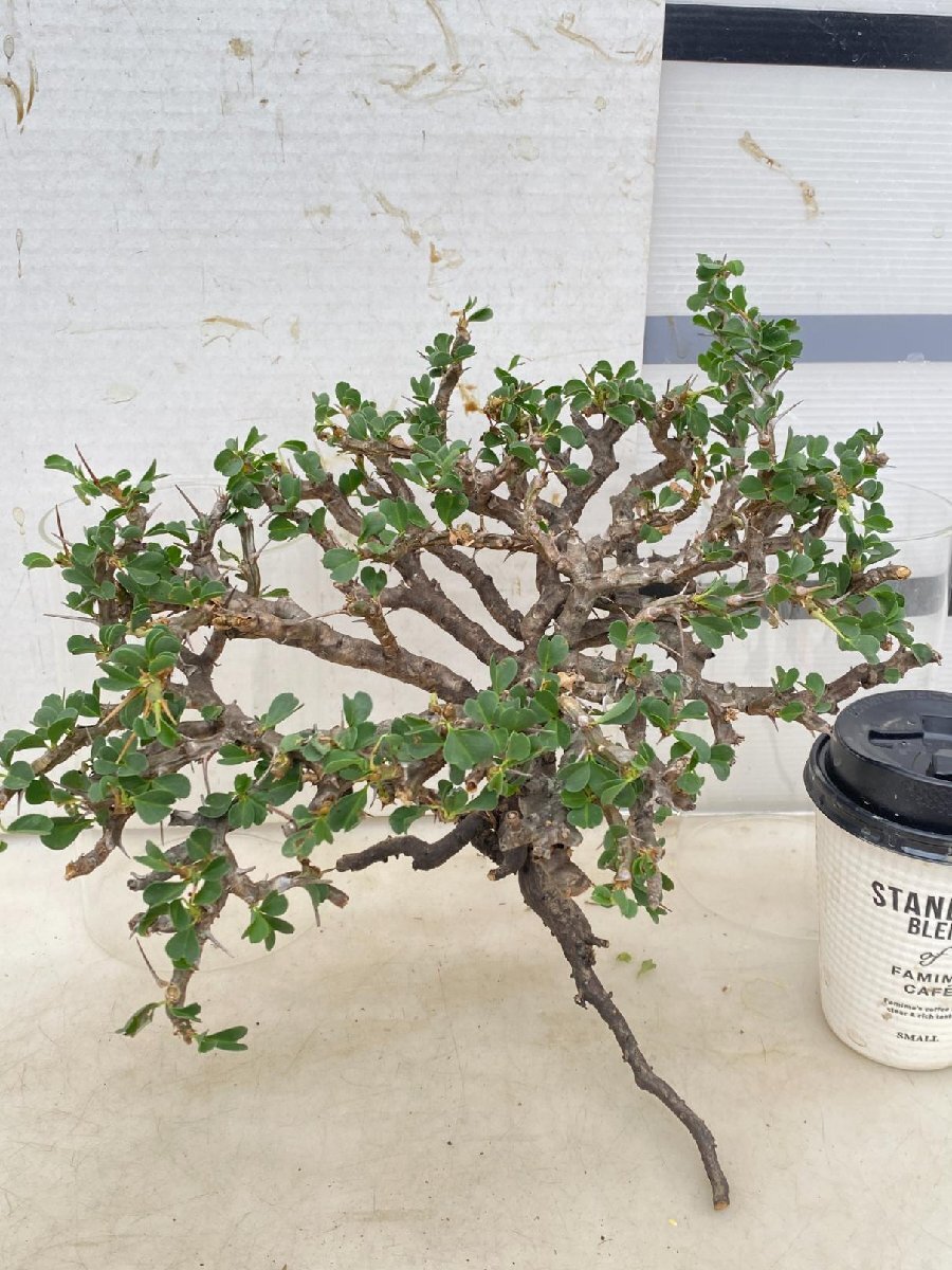 Yahoo!オークション - 6360 「多肉植物」サルコカウロン バンデリエテ...