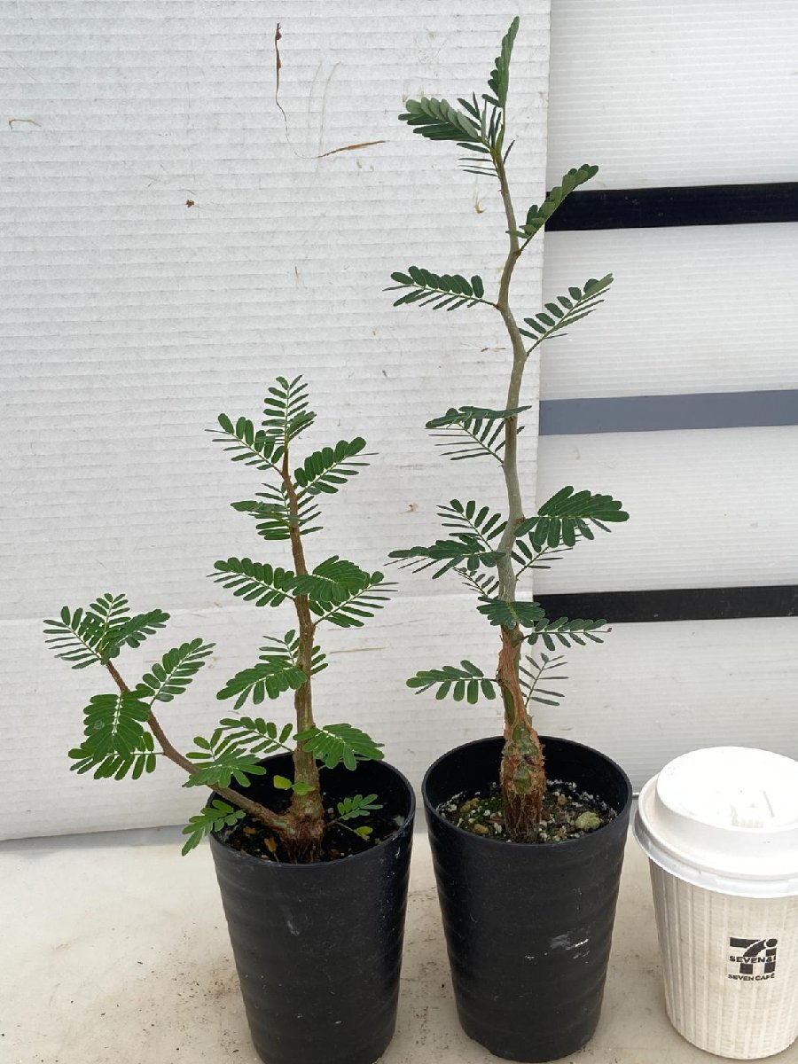 Yahoo!オークション - 6667 「実生」センナ メリディオナリス 2株セッ...