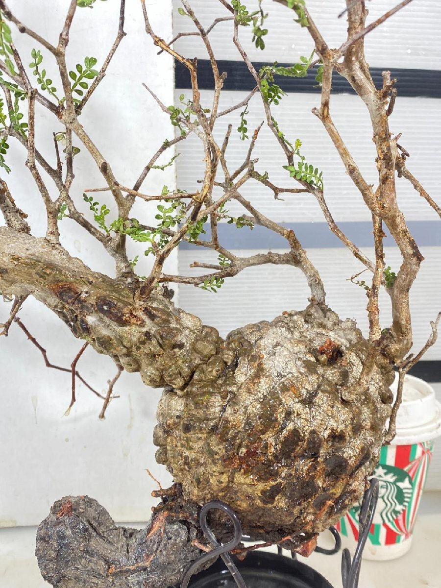 Yahoo!オークション - 2197 「塊根植物」マダガスカル特急便 オペルク...