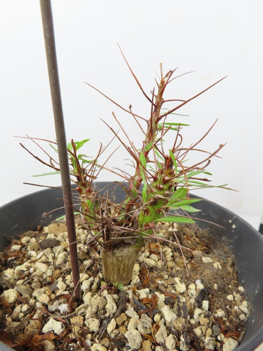 Yahoo!オークション - 2603 「実生」フォークイエリア プルプシー大【...