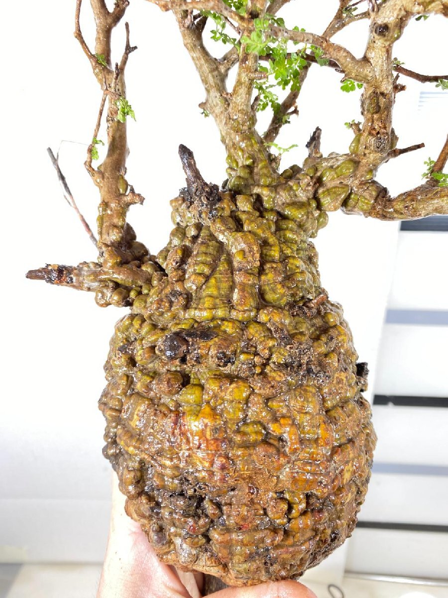 Yahoo!オークション - 3577 「塊根植物」マダガスカル特急便 オペルク...