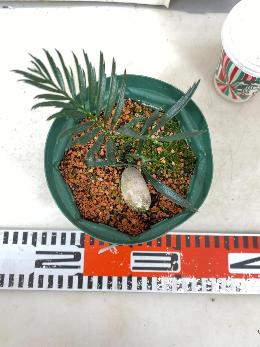 Yahoo!オークション - 3612 「同梱不可」マクロザミア コムニス【Macro...