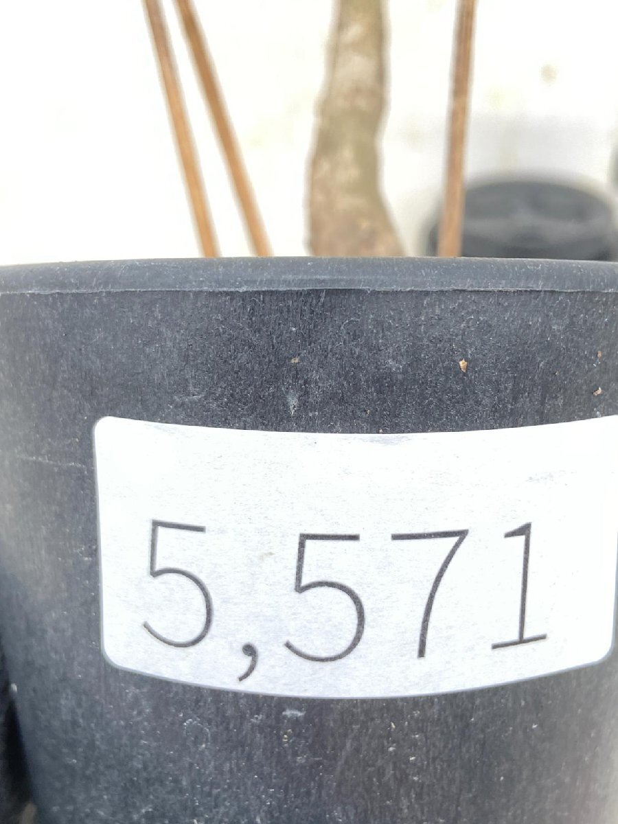 5571 塊根植物 オトンナ トリプリネルビア 植え 発根 美株 Othonna triplinervia 実生(観葉植物)｜売買されたオークション情報、yahooの商品情報をアーカイブ公開 ...