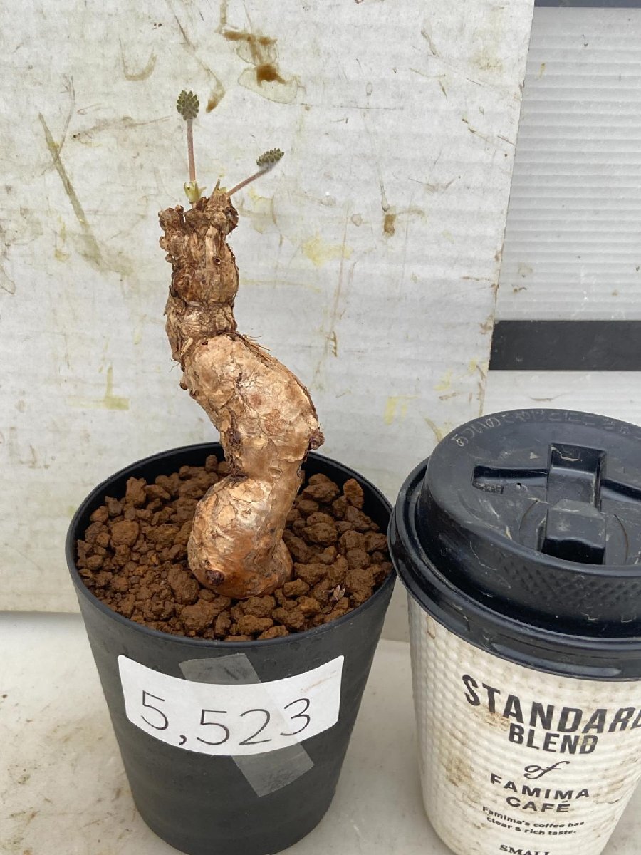 Yahoo!オークション - 5523 「塊根植物」ペラルゴニウム プルヴェルレ...