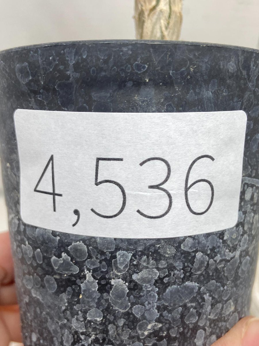 Yahoo!オークション - 4536 「実生」フォークイエリア マクドガリー 植...