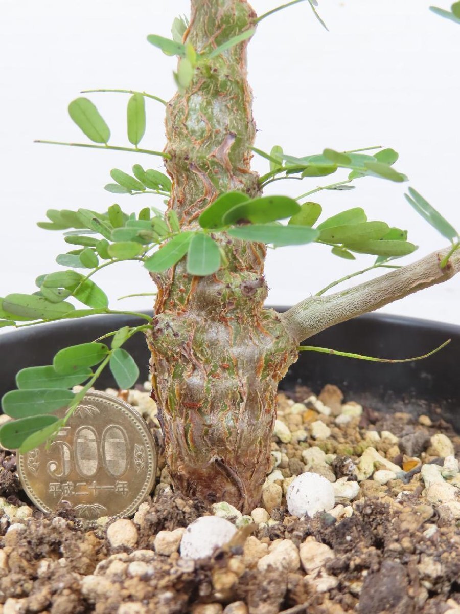 Yahoo!オークション - 4219 「実生」センナ メリディオナリス大【・発...