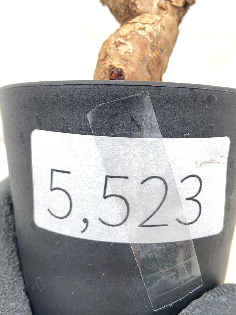 Yahoo!オークション - 5523 「塊根植物」ペラルゴニウム プルヴェルレ...