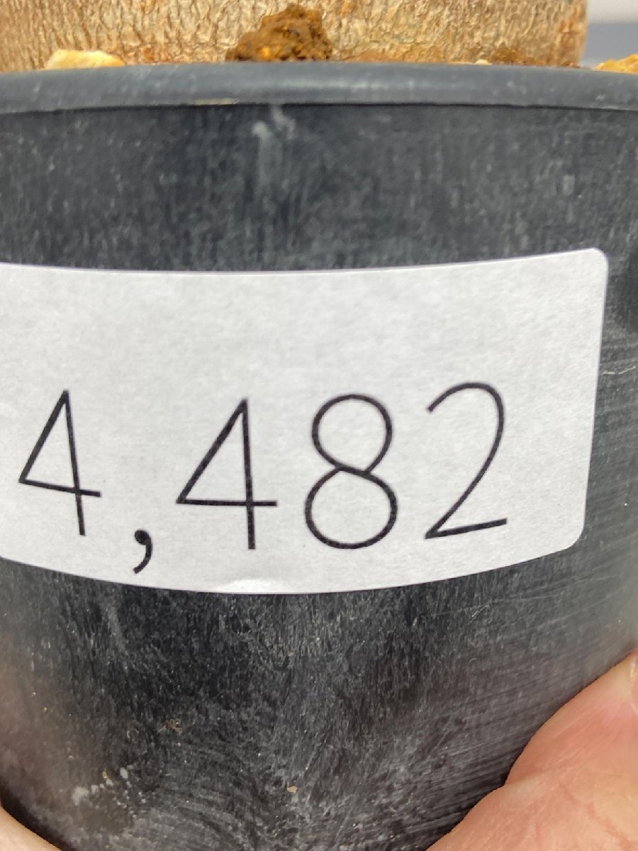 Yahoo!オークション - 4482 「塊根植物」アデニア スピノーサ 植え【発...