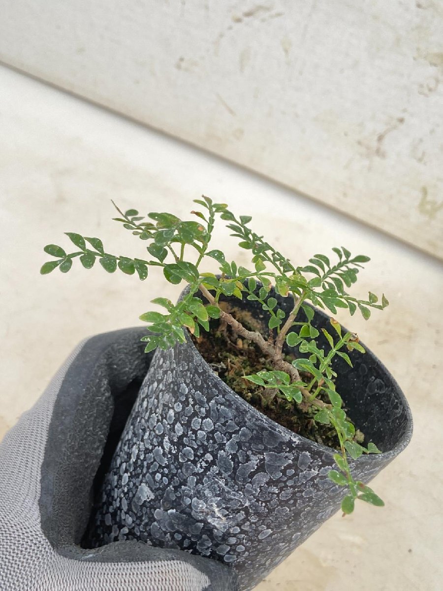 Yahoo!オークション - 5588 「実生株」オペルクリカリア パキプス 植え...