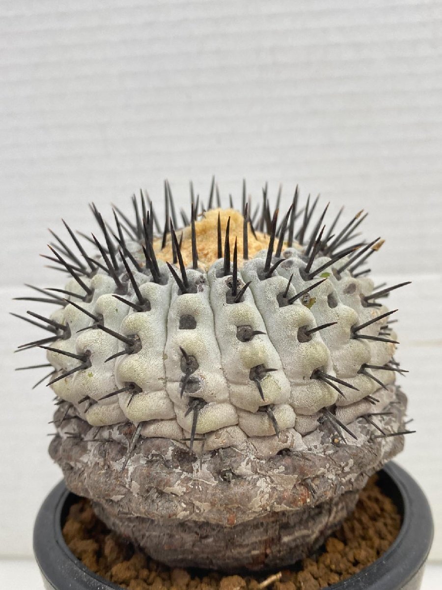 Yahoo!オークション - 5183 「サボテン」コピアポア コルムナアルバ 植...