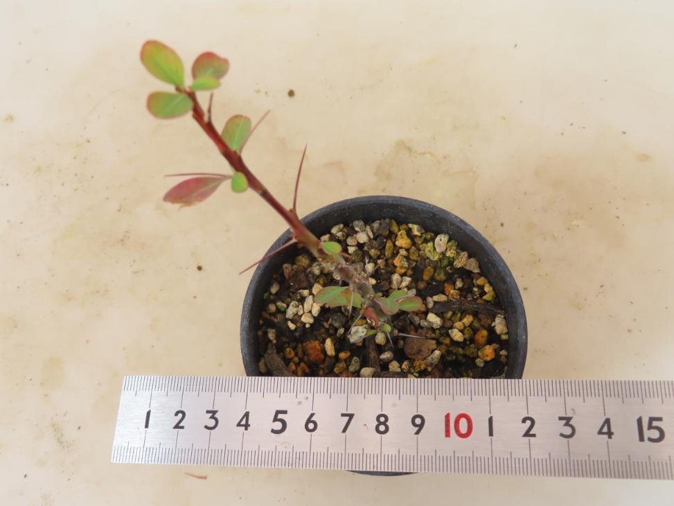 Yahoo!オークション - 7029 「挿し木」フォークイエリア ファシクラー...