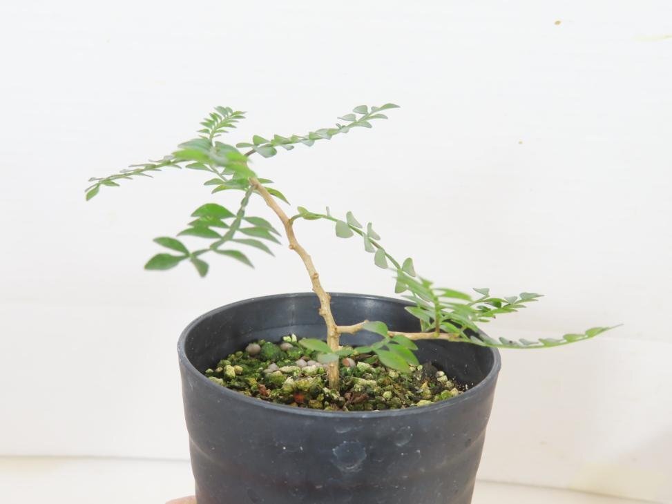 Yahoo!オークション - 6979 「実生株」オペルクリカリア パキプス 植え...