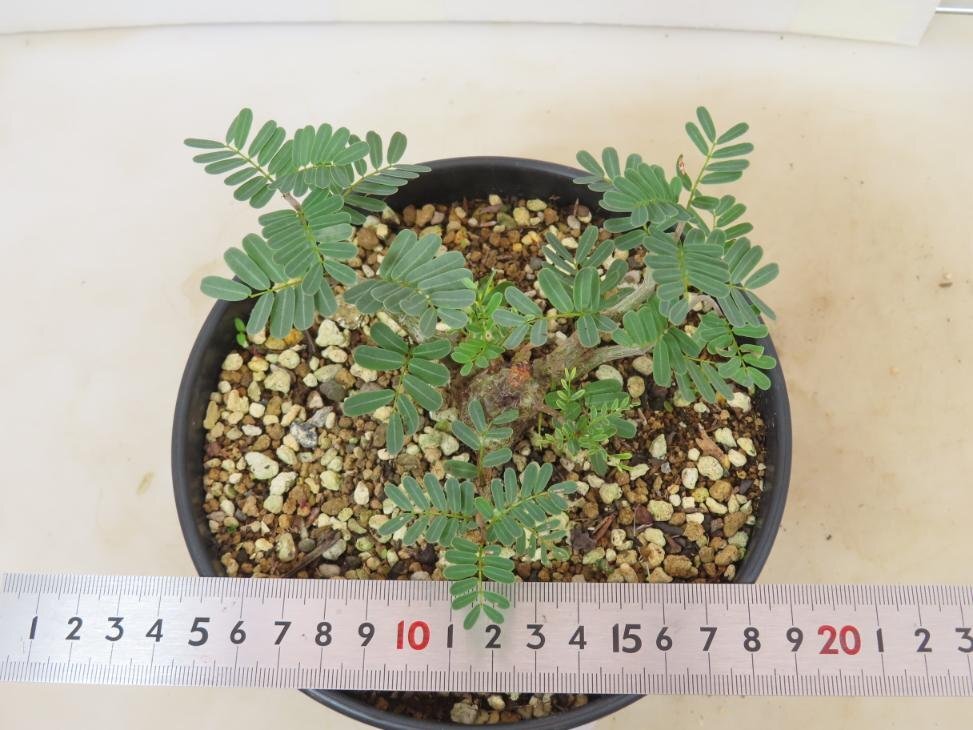 Yahoo!オークション - 8685 「実生」センナ メリディオナリス大【・発...