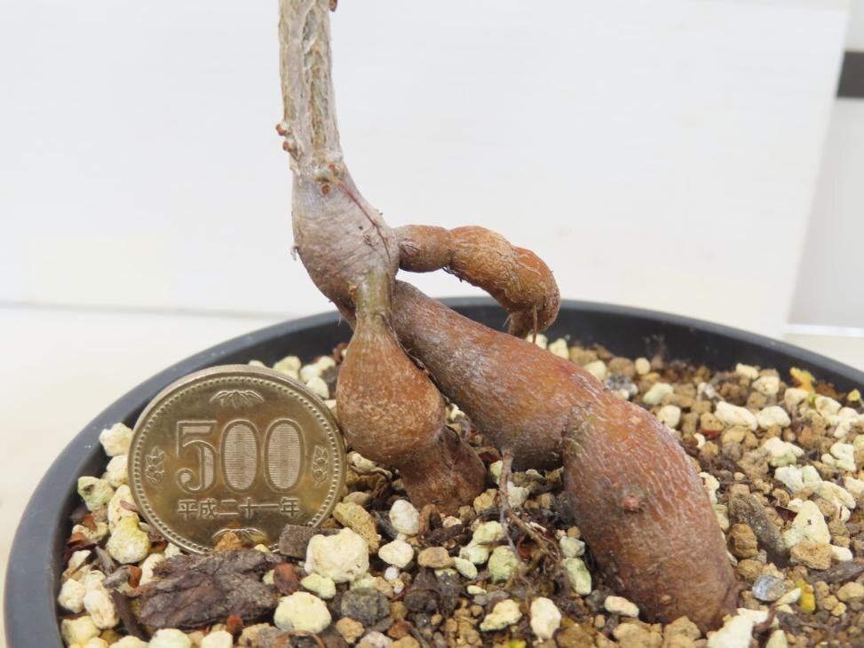 Yahoo!オークション - 8632 「実生株」オペルクリカリア パキプス 根上...