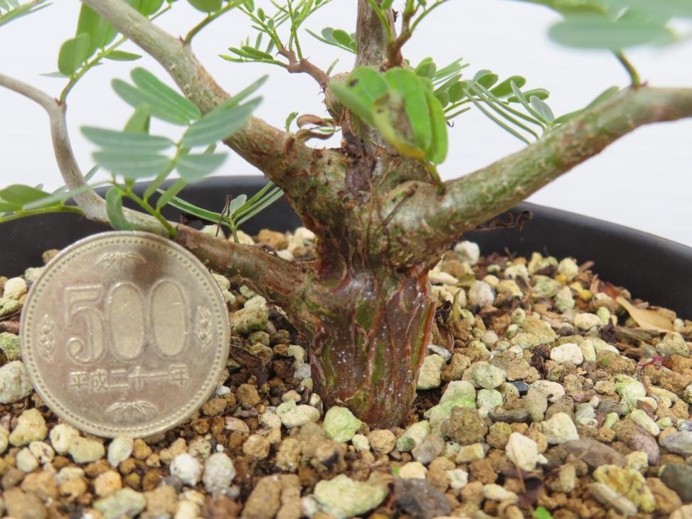 Yahoo!オークション - 8685 「実生」センナ メリディオナリス大【・発...