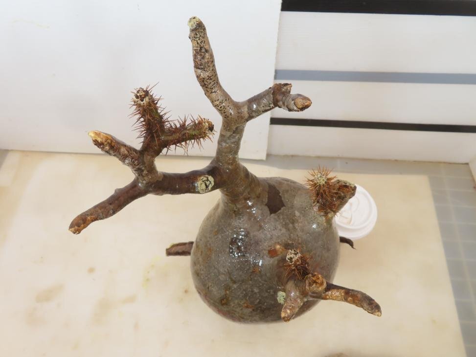 Yahoo!オークション - 8927 「塊根植物」パキポディウム グラキリスL ...