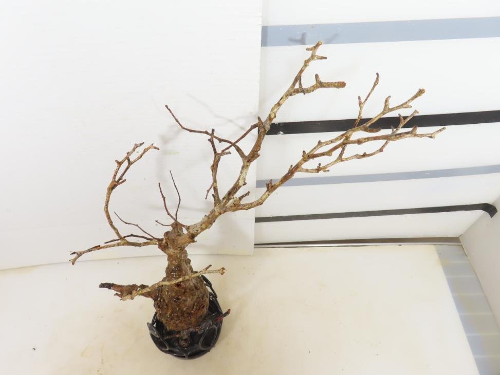 Yahoo!オークション - 2766 「塊根植物」マダガスカル特急便 オペルク...