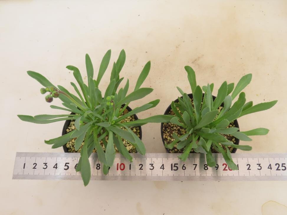 Yahoo!オークション - 2759 「実生」オトンナ レトロルサ 2株セット【...