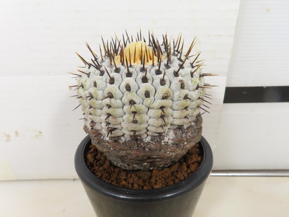 Yahoo!オークション - 5333 「サボテン」コピアポア コルムナアルバ 植...