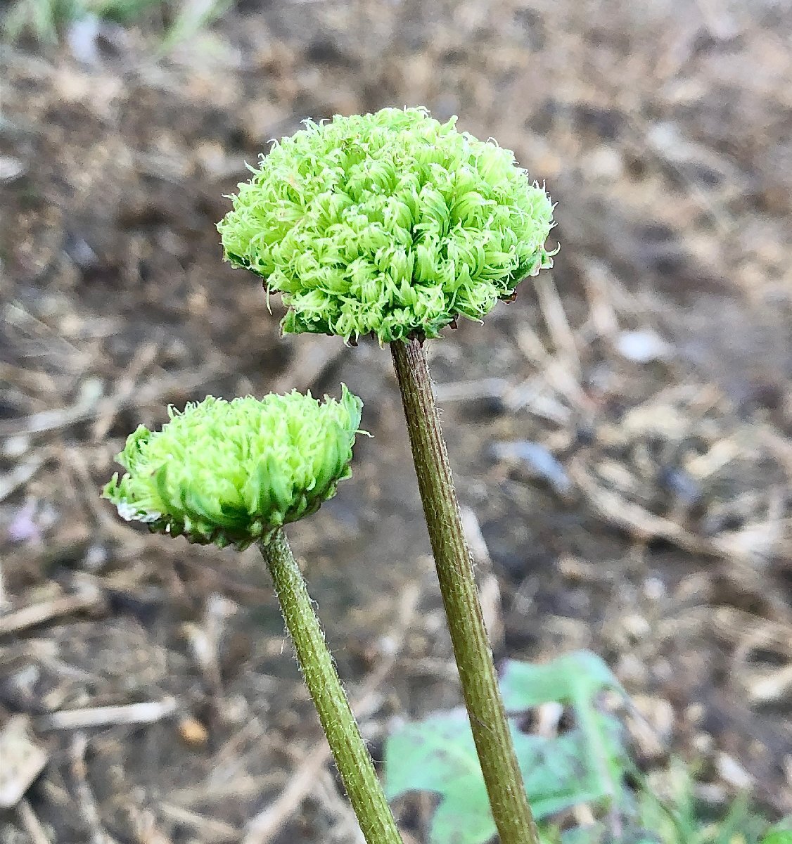 Yahoo!オークション - -G93-タンポポ‘ 翠玉’ ② 121816