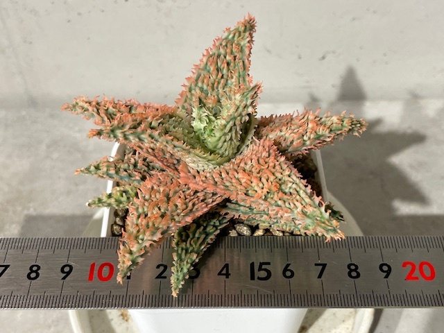 Plant アロエ テンプラ/Aloe Tempra hyb ハイブリッド W10.5cm 塊根植物/観葉植物/コーデックス/サボテン/多肉植物(アロエ)｜売買されたオークション情報 ...