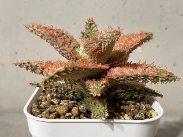 Plant アロエ テンプラ/Aloe Tempra hyb ハイブリッド W10.5cm 塊根植物/観葉植物/コーデックス/サボテン/多肉植物(アロエ)｜売買されたオークション情報 ...