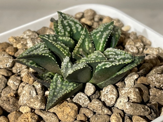 Yahoo!オークション - Plant ハオルチア 影絵パルテ(NS1/1) Kagee Part...