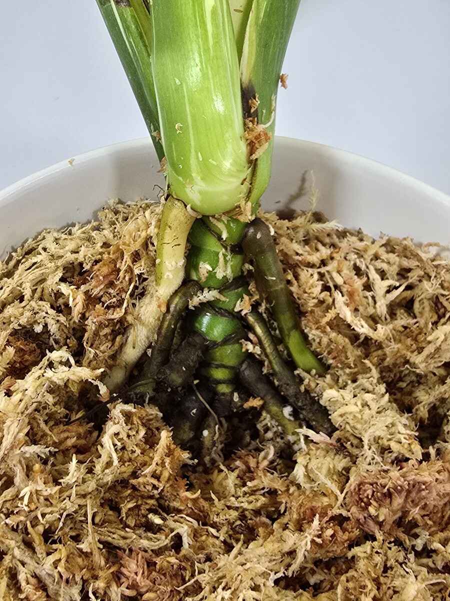 Yahoo!オークション - 斑入りモンステラ・イエローモンスター・タイコ...