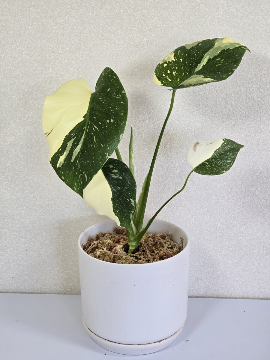 Yahoo!オークション - 斑入りモンステラ・イエローモンスター・タイコ...