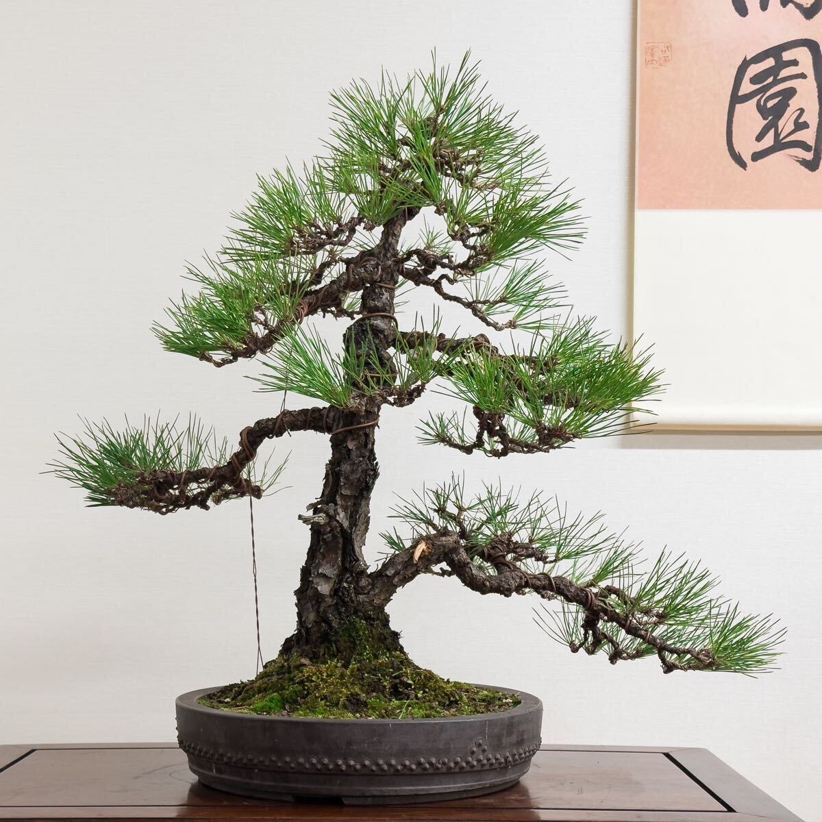 Yahoo!オークション - 黒松 山採り 盆栽