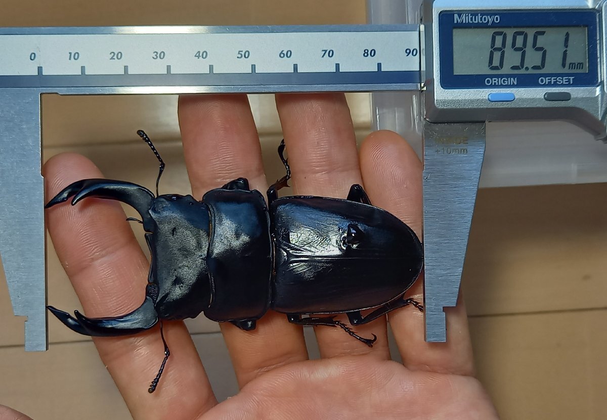 Yahoo!オークション - 【OOKUWA BOX】【新成虫】久留米市産オオクワガ...