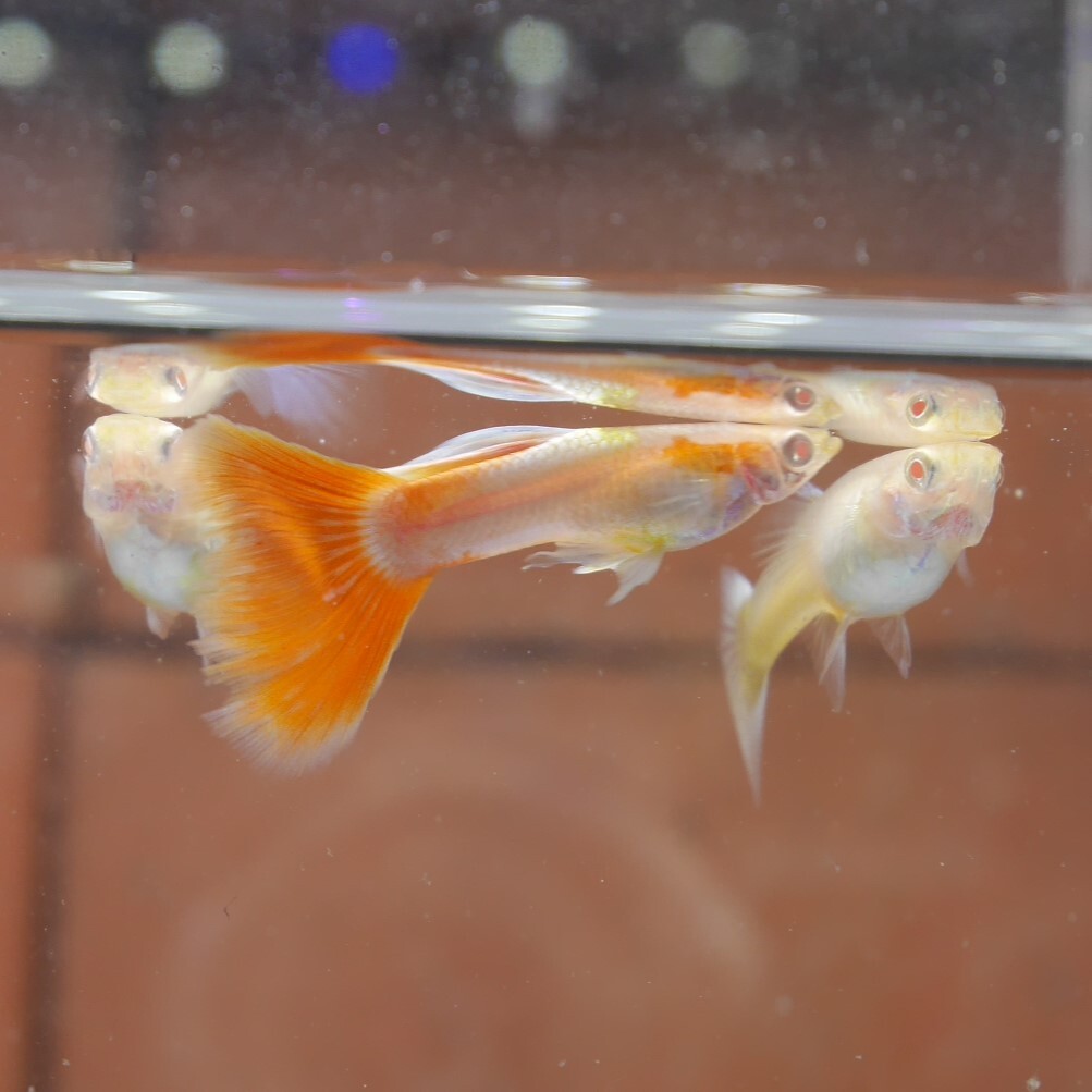 Yahoo!オークション - 国産 RREAアクアマリンレッドテールグッピー パ...