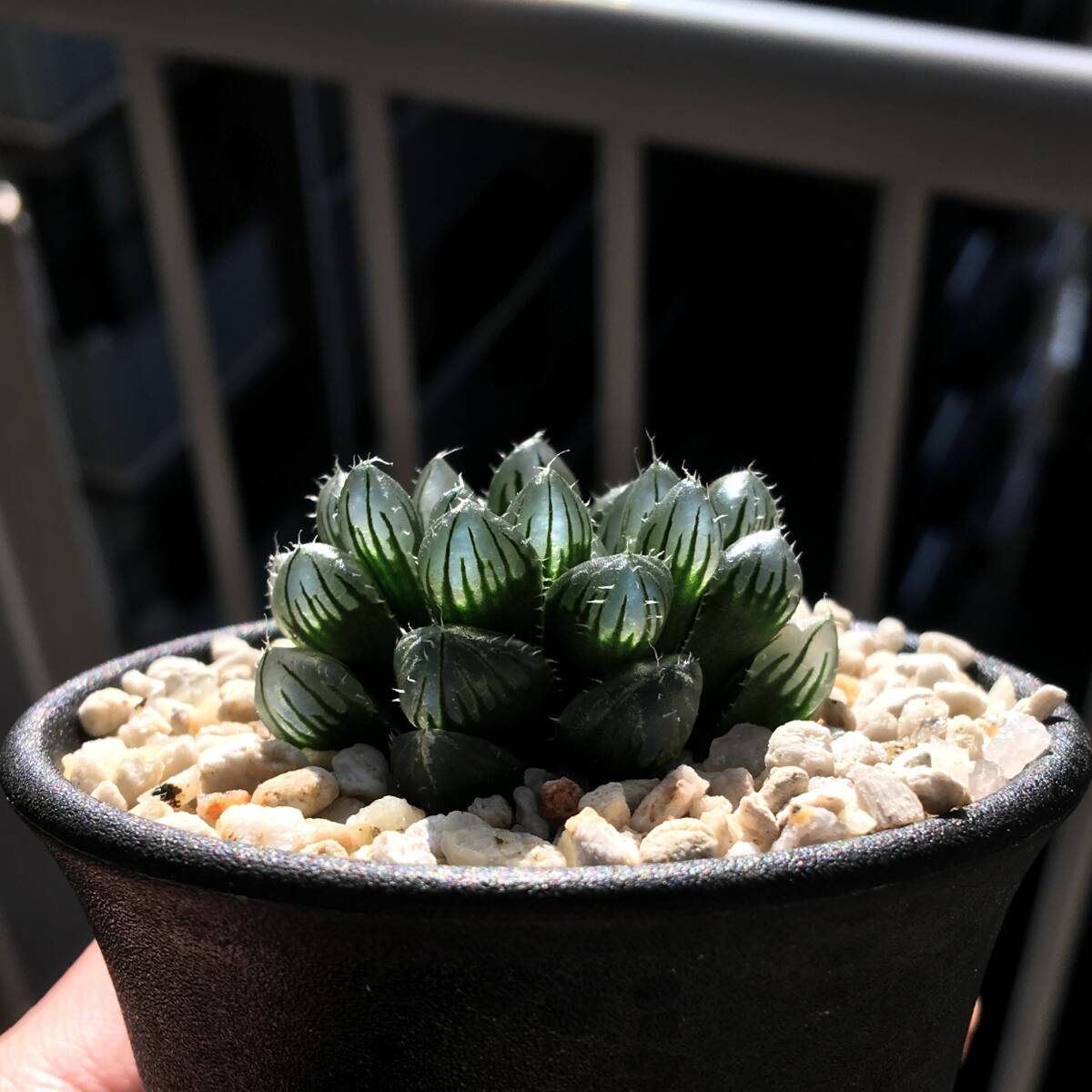 Yahoo!オークション - ハオルチア 実生苗 多肉植物 #21H133_N8