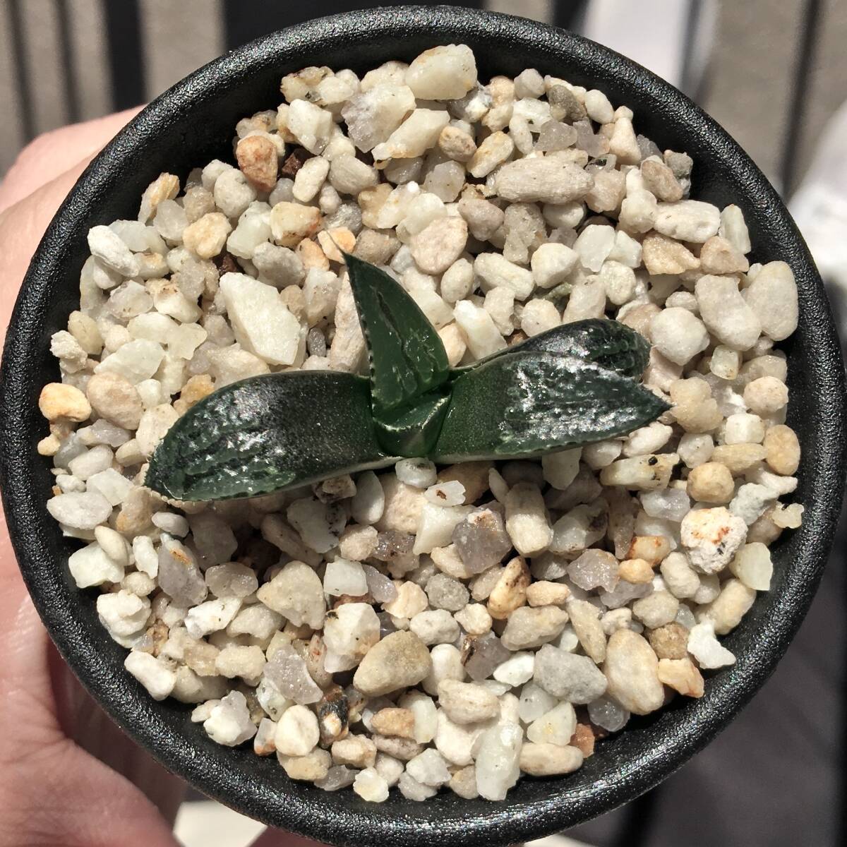 Yahoo!オークション - ハオルチア 「ルビコン」 H. 'Rubicon' (ex VDV)...