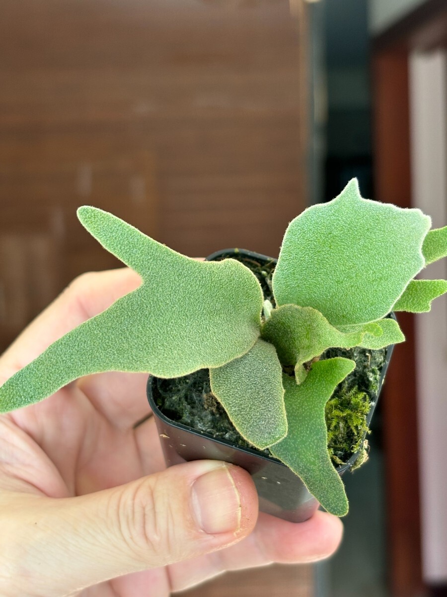 Yahoo!オークション - C83 P.Willinckii O.M.G sporeling