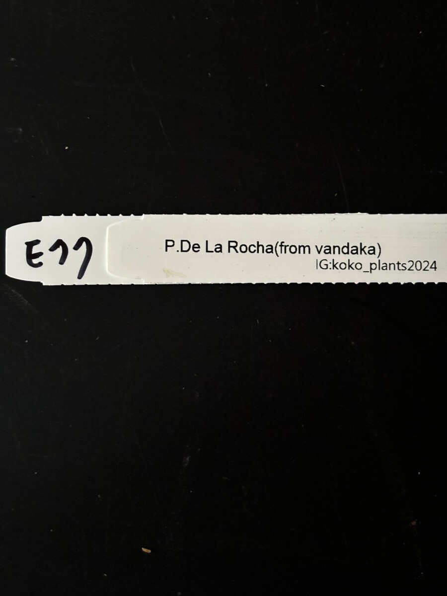 Yahoo!オークション - E77 P.De la Rocha OC pup 株分け 子株