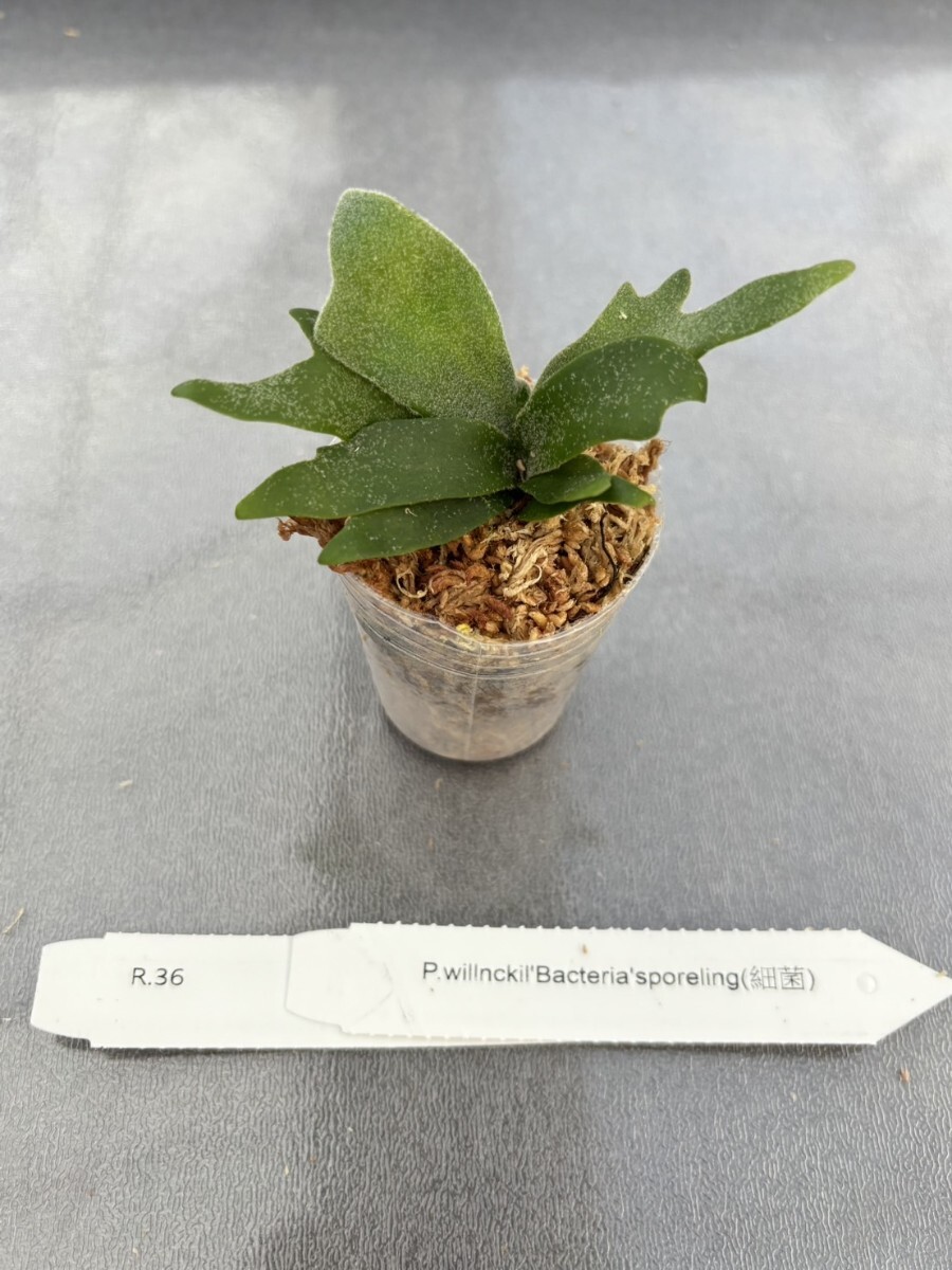 Yahoo!オークション - R36 P.Willinckii Bacteria sporeling