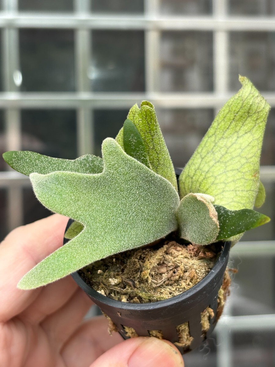 Yahoo!オークション - A64 P.Willinckii Bacteria sporeling