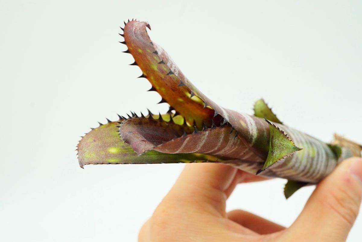 Billbergia 'Midnight Sun' Lisa Vinzant hyb ビルベルギア ブロメリア(アナナス)｜売買されたオークション情報、yahooの商品情報をアーカイブ公開 ...