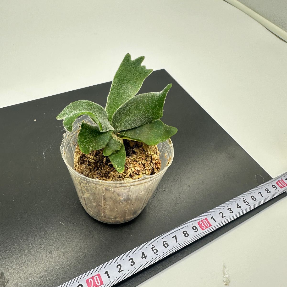 Yahoo!オークション - J9 P.willinckii 'jenny' sporeling ウィリンキ...