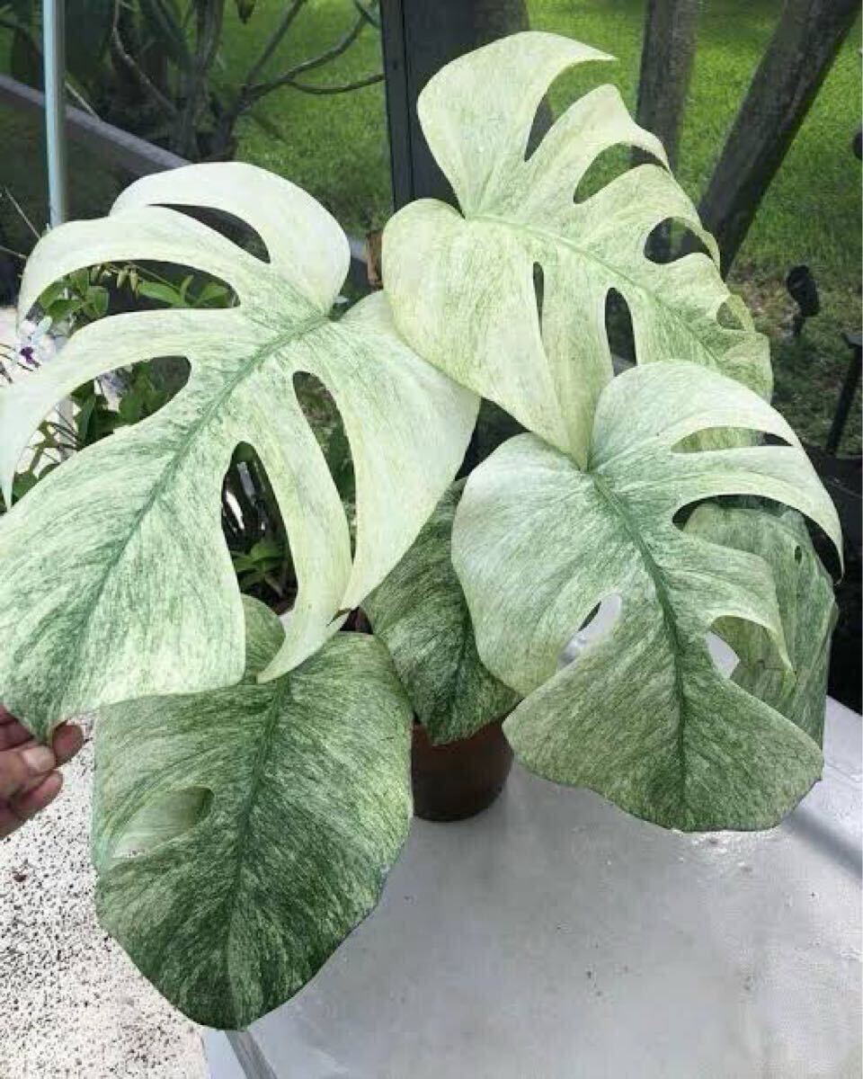 Yahoo!オークション - MM5 モンステラ フルミント組織培養 デリシオー...