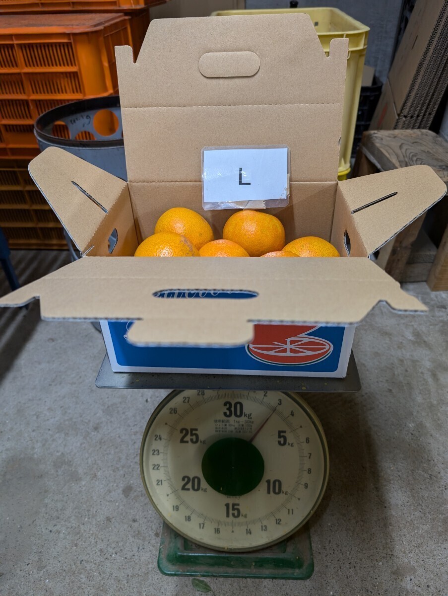 Yahoo!オークション - 愛媛西宇和産 ベニマドンナ愛果28号 L 3kg