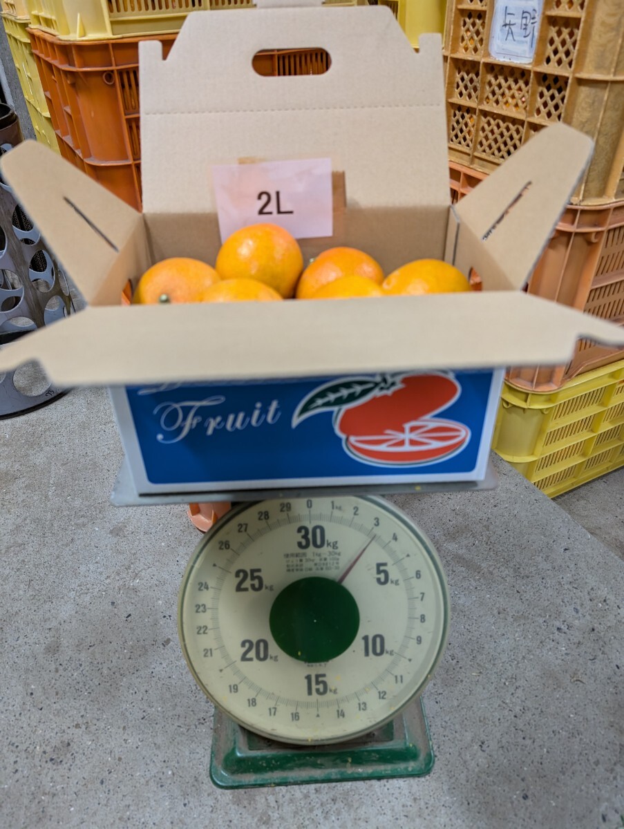 Yahoo!オークション - 愛媛西宇和産 ベニマドンナ愛果28号 2L 3kg