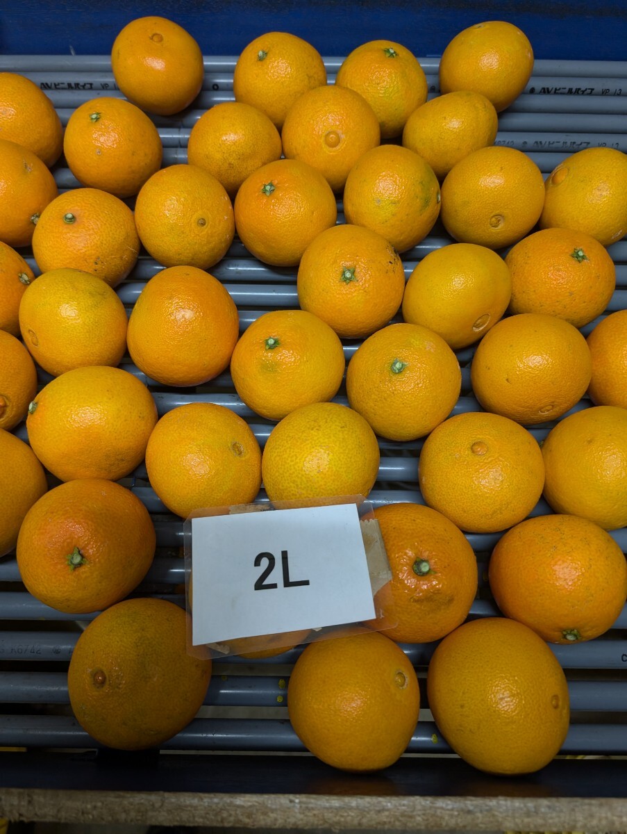 Yahoo!オークション - 愛媛西宇和産 ベニマドンナ愛果28号 2L 3kg