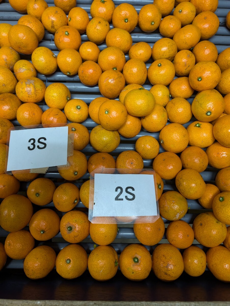 Yahoo!オークション - 愛媛西宇和産 石地みかん 2S-3S 5kg
