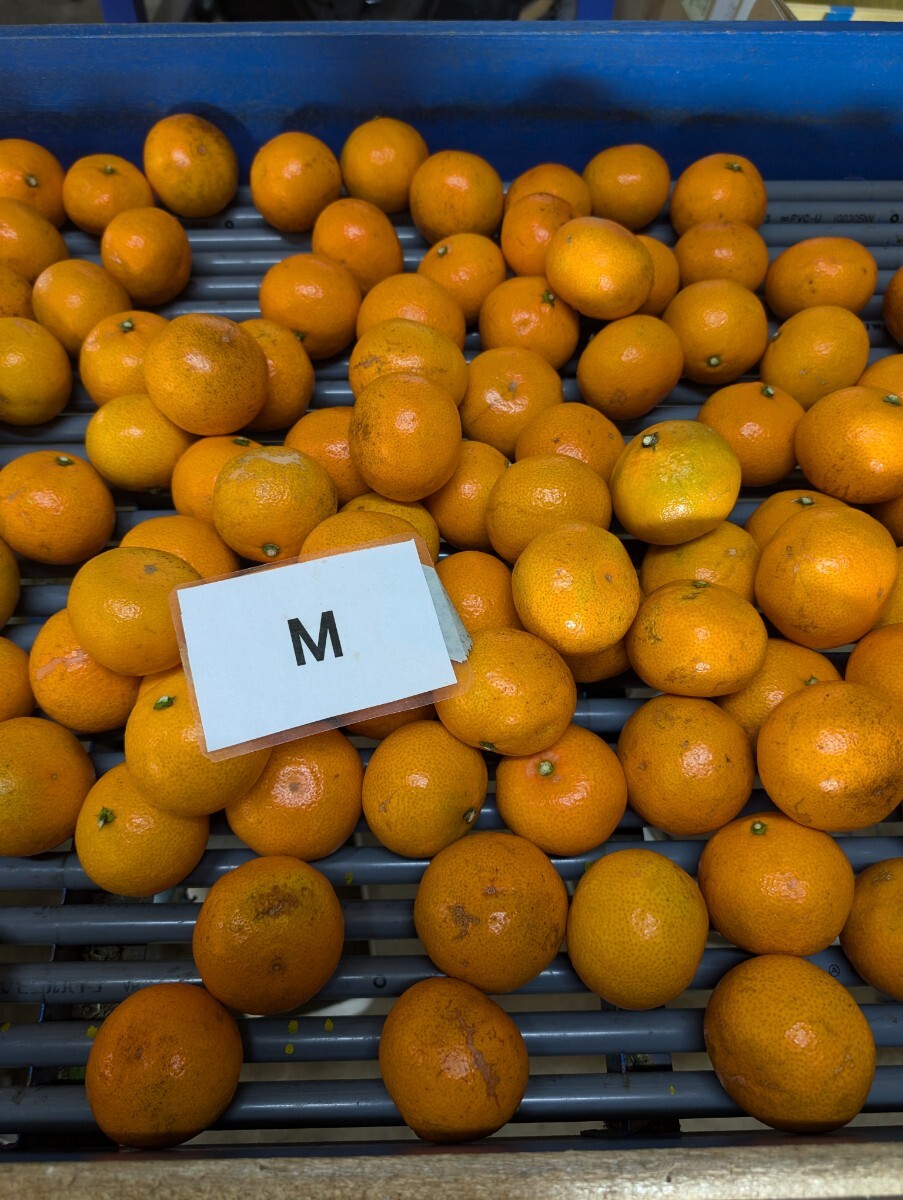 Yahoo!オークション - 愛媛西宇和産 石地みかん M 9kg